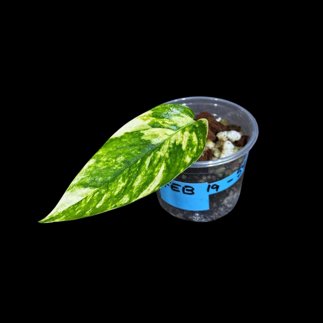 Variegated Golden Flame Rare Epipremnum Pinnatum in a Nursery Pot ...