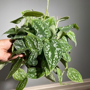 Silver Satin Pothos - Scindapsus Pictus Argyraeus - Silver Pothos Live ...