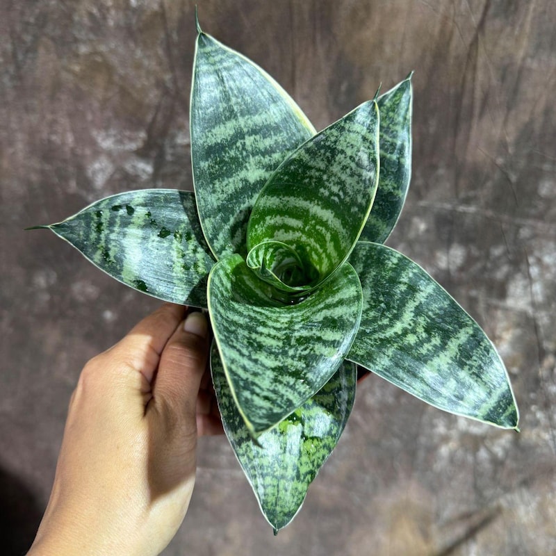 Snake Plants Mini - Etsy