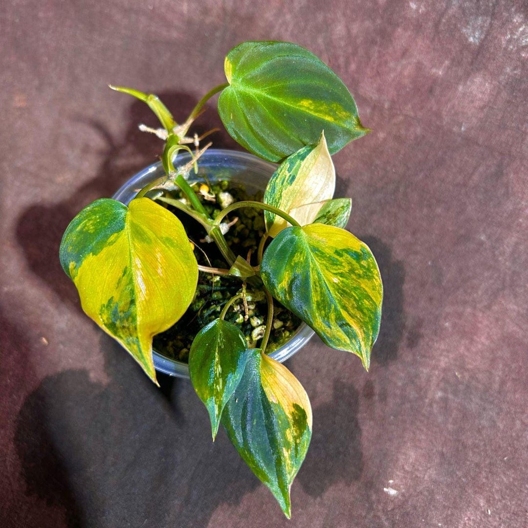 Rare Variegated Philodendron Mican Aurea in a Nursery Pot - Rare ...