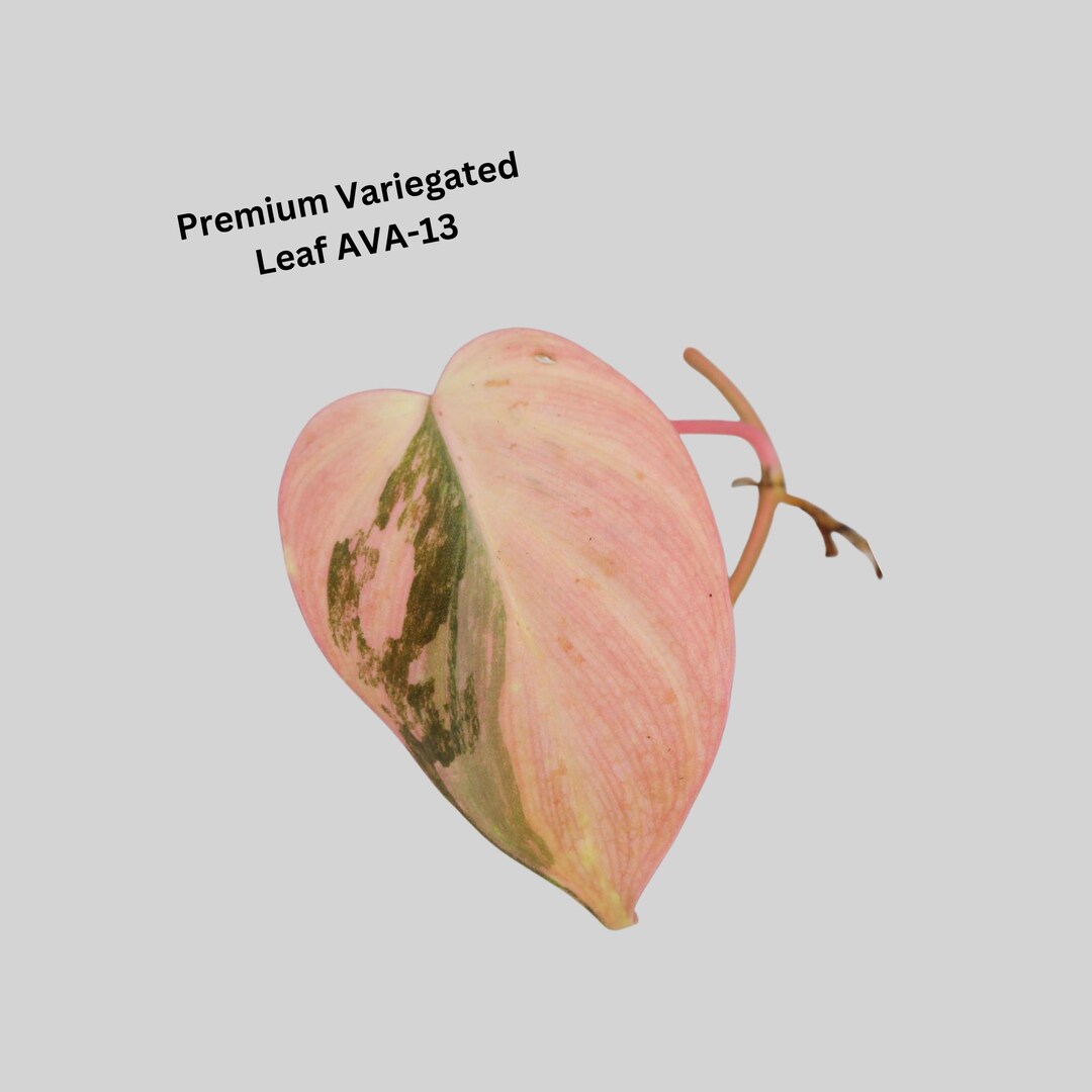 Rare Variegated Philodendron Mican Pink Cuttings - Heartleaf Pink Mican ...