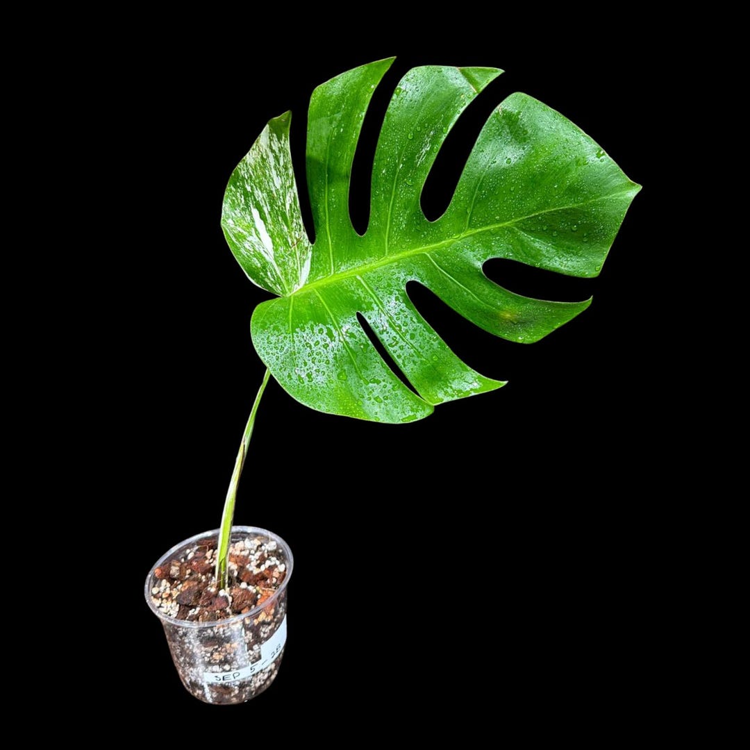 Variegated Monstera Albo Plant - Rare Indoor White Monstera Albo ...