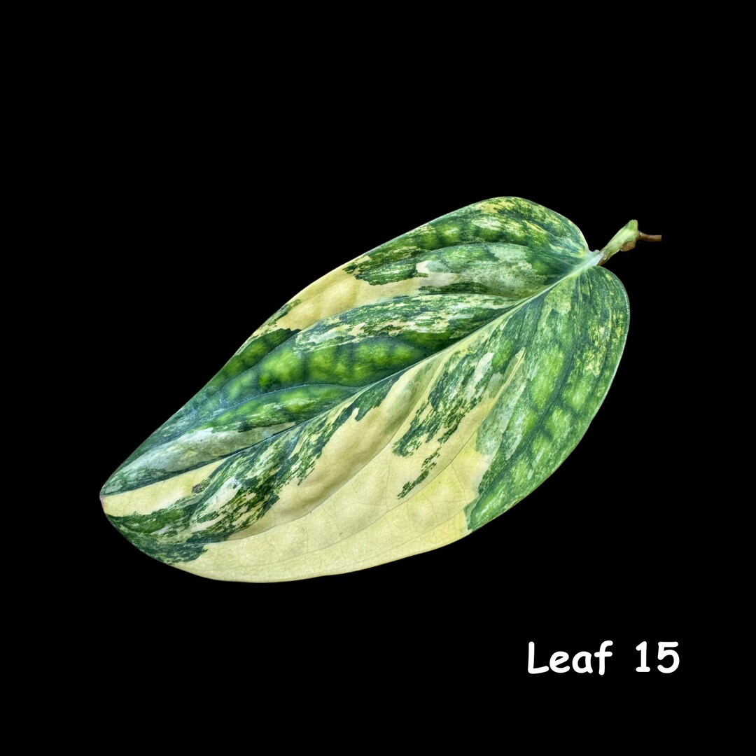 Variegated Monstera Peru Cuttings Monstera Karstenianum Peru Variegated ...