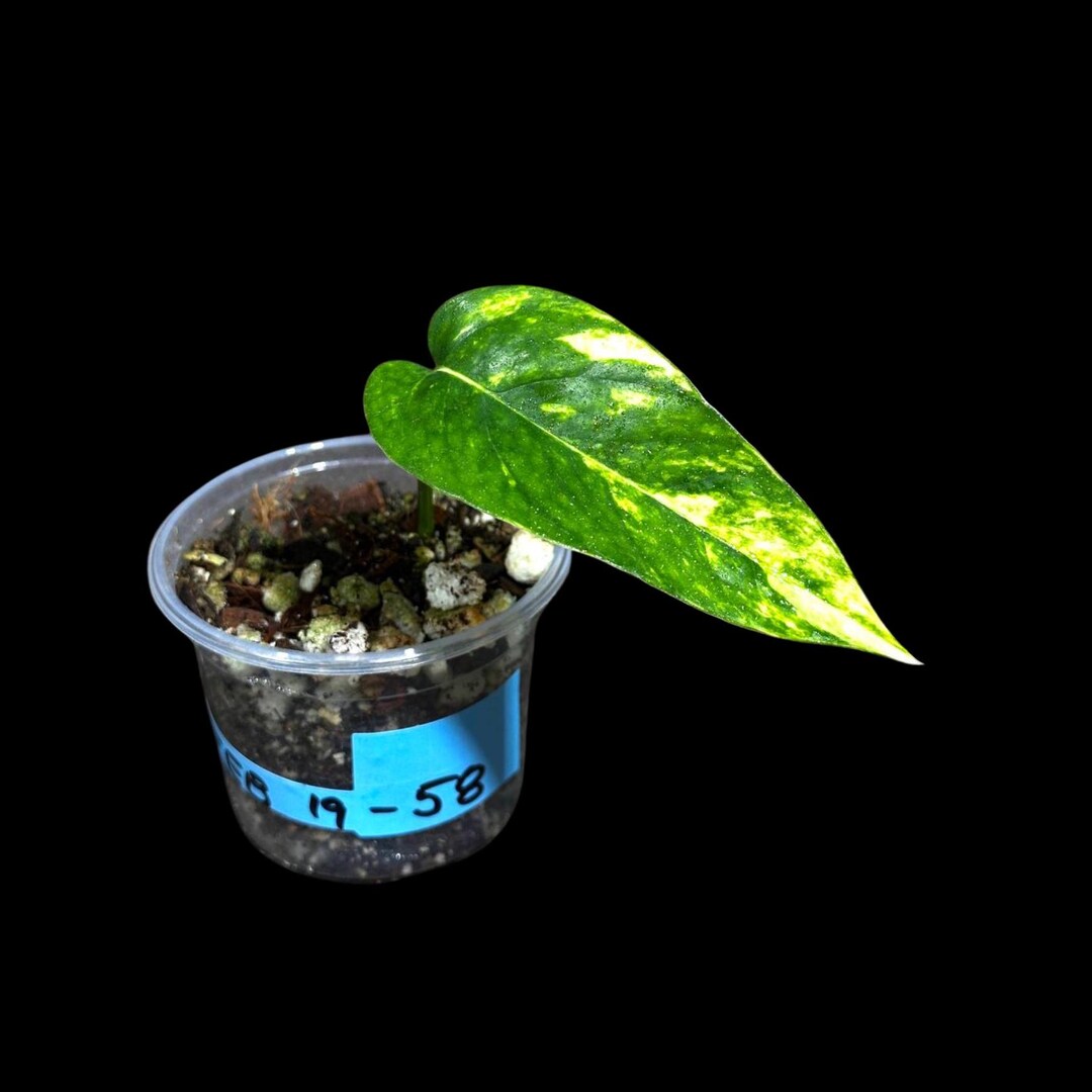 Variegated Golden Flame Rare Epipremnum Pinnatum in a Nursery Pot ...