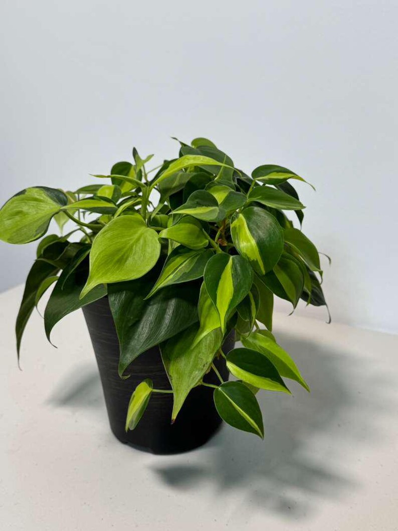 Rare Brazilian Philodendron in 3" Nursery Pot- Philodendron Brazil ...