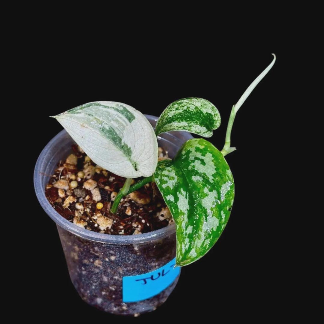 Scindapsus Mayari Variegated Live Plant - Rare Collector Plant - Indoor ...