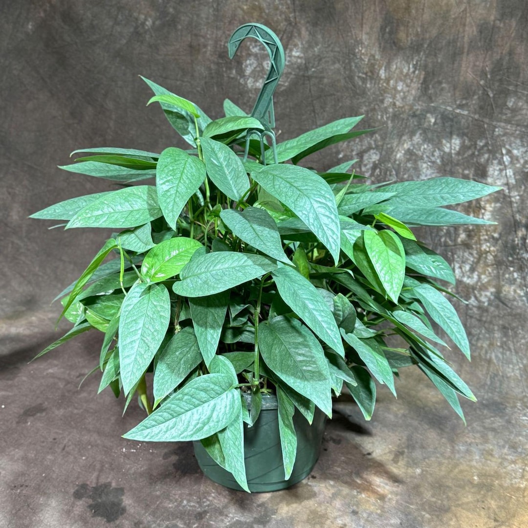 Epipremnum Pinnatum 'cebu Blue' Pothos in a 8" Hanging Basket | Rare ...