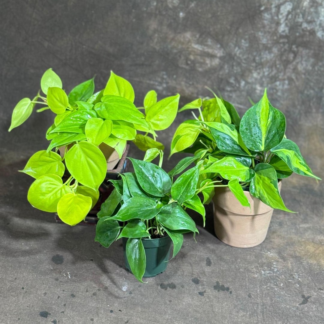 Set of 3 Philodendron in a 4" Nursery Pot - Brazil, Jade, lemon lime ...