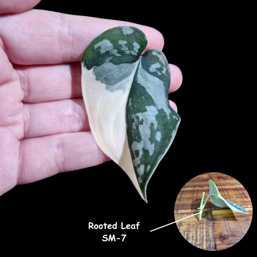 Extremely Rare Scindapsus Mayari Variegated Variegated Mayari Plant ...