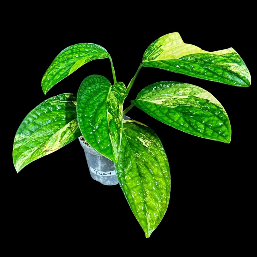 Variegated Monstera Peru in a Nursery Pot | Live Rare Houseplants ...