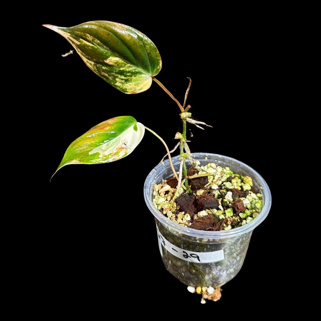 Rare Variegated Philodendron Mican Aurea in a Nursery Pot - High ...