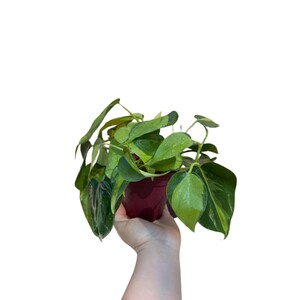 Rare Brazilian Philodendron Mature Vines in 4" Pot- Philodendron Brazil ...
