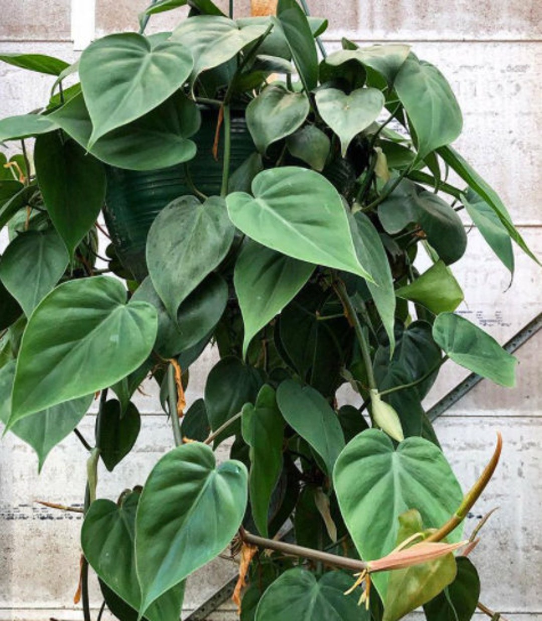 Rare Pothos Cuttings Mix- Marble Pothos / Heart Leaf Philodendron ...