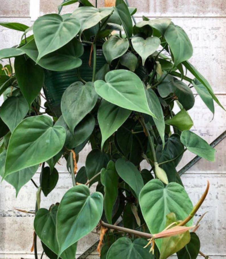 Rare Pothos Cuttings Mix Marble Pothos / Heart Leaf - Etsy