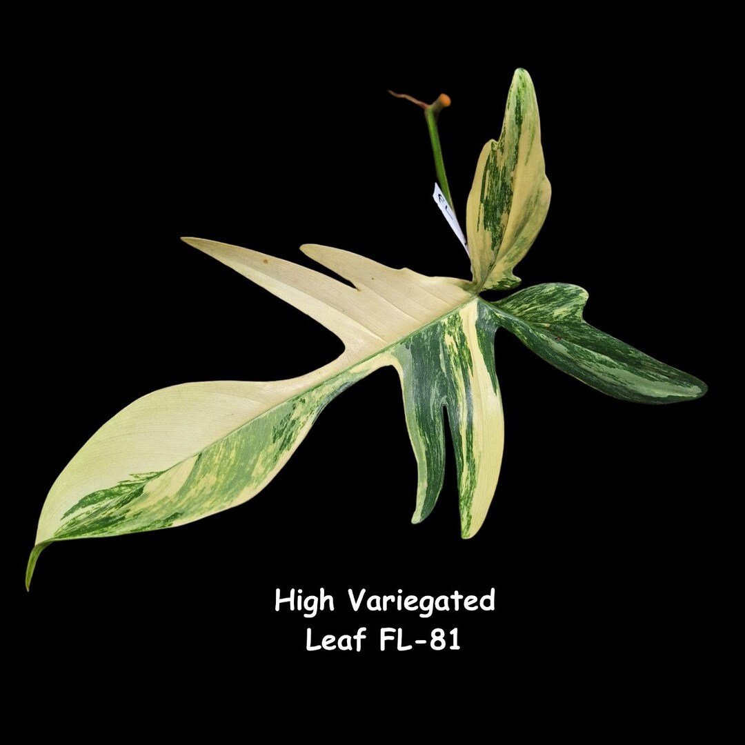 Variegated Philodendron Florida Beauty Cutting - SAME PLANT as the ...