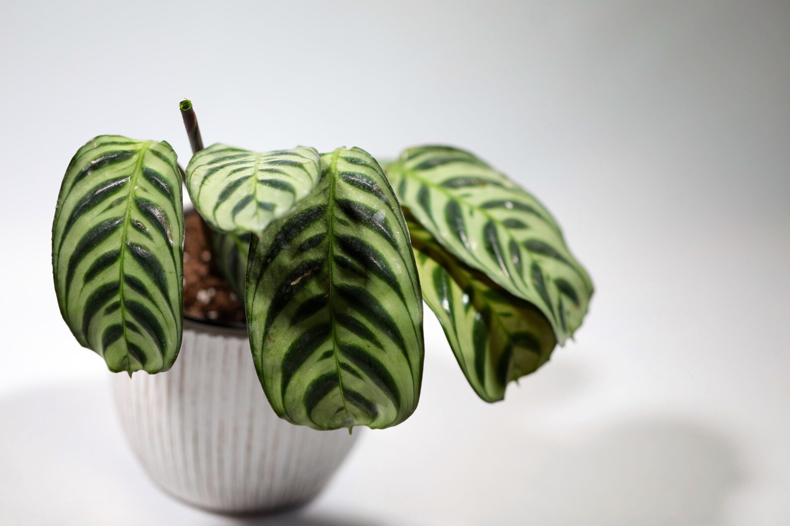 Calathea Burle Marx in a 3 Pot Maranta Amabilis Burle - Etsy