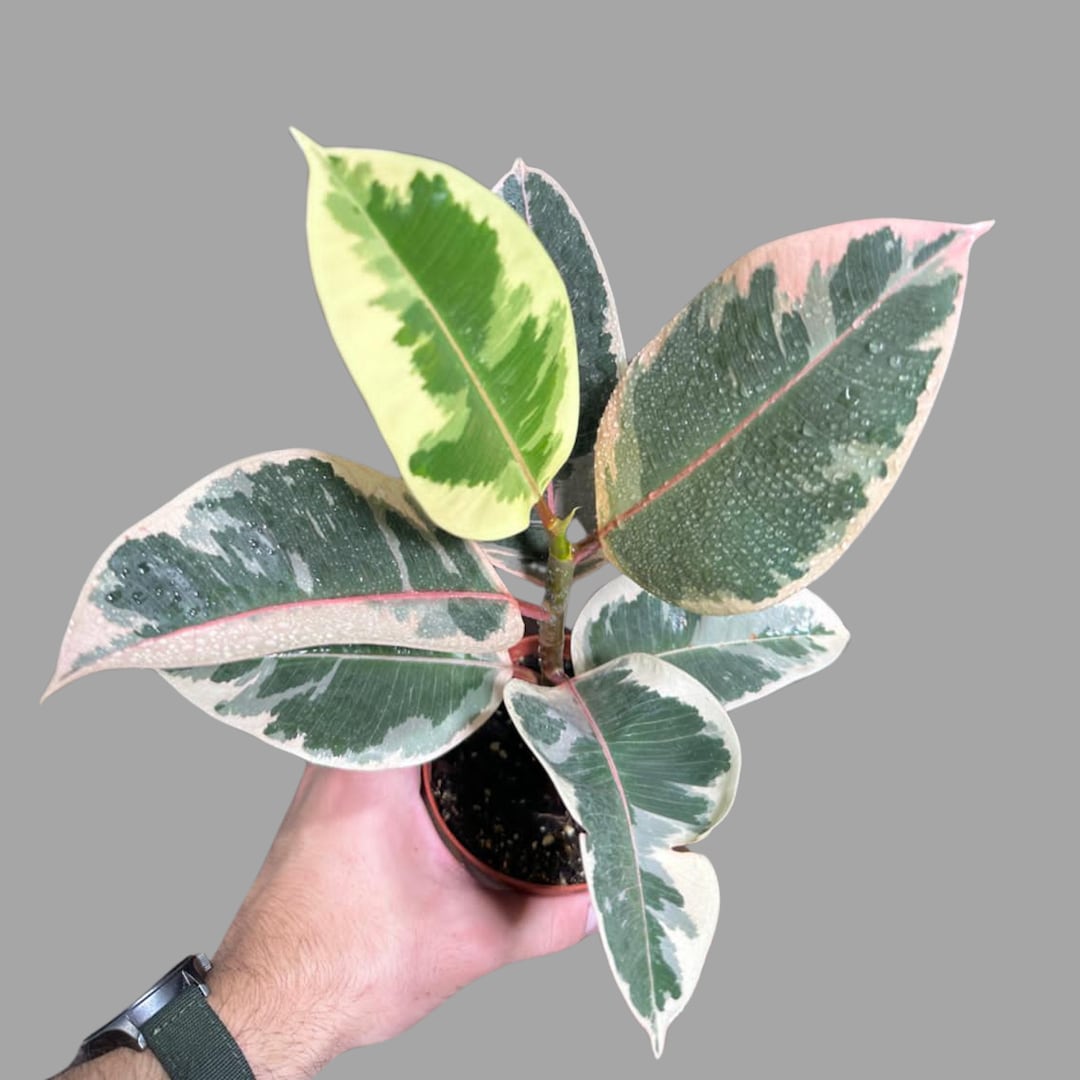 Variegated Ficus Elastica Tineke Rubber Plant - Mature Rubber Tree ...