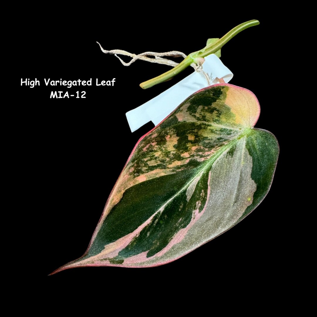 Rare Variegated Philodendron Mican Aurea High Variegated Leaf Cutting ...