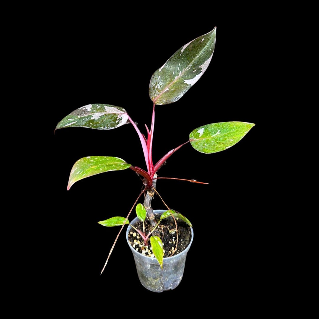 Philodendron White Princess Galaxy Plant in a Nursery Pot Philodendron ...