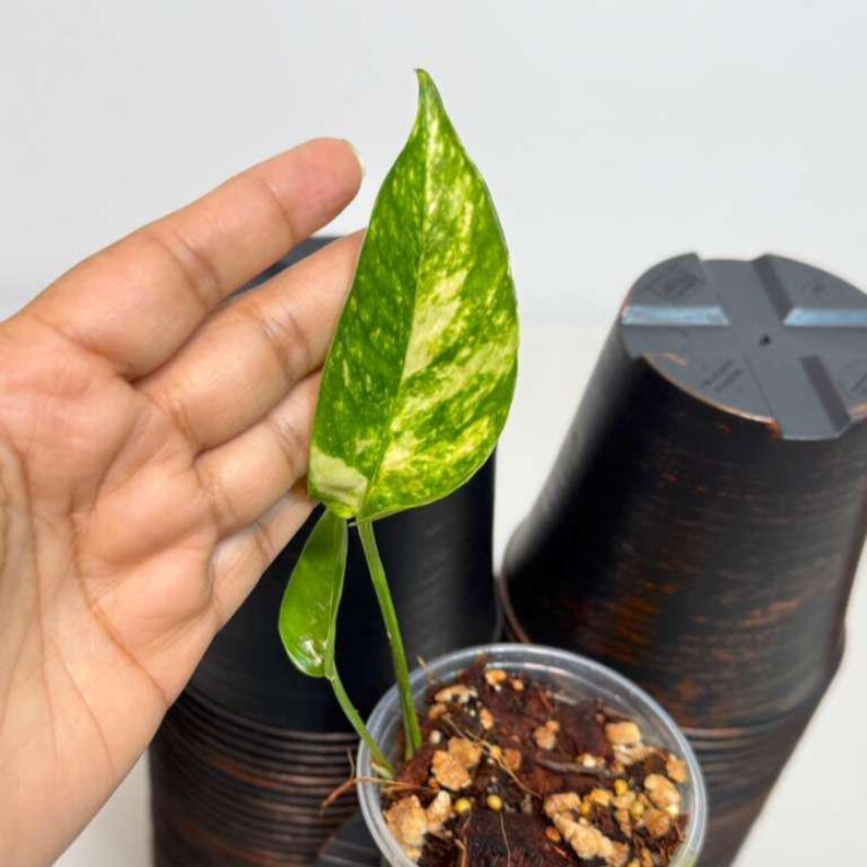 Epipremnum Yellow Flame Rare Exact Plant - Golden Flame Pinnatum ...