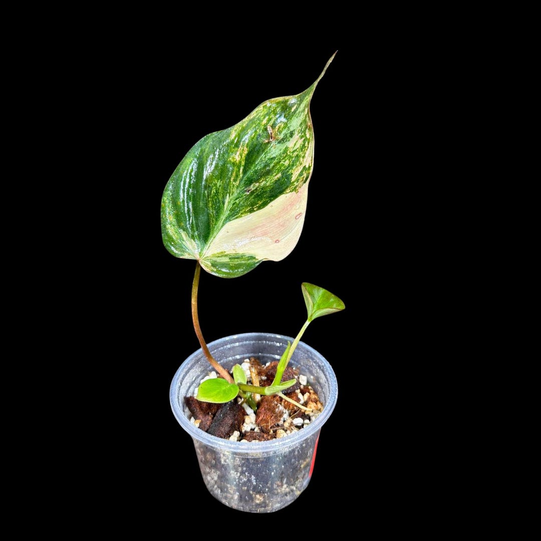 Rare Variegated Philodendron Mican in a Nursery Pot US SELLER SAME ...