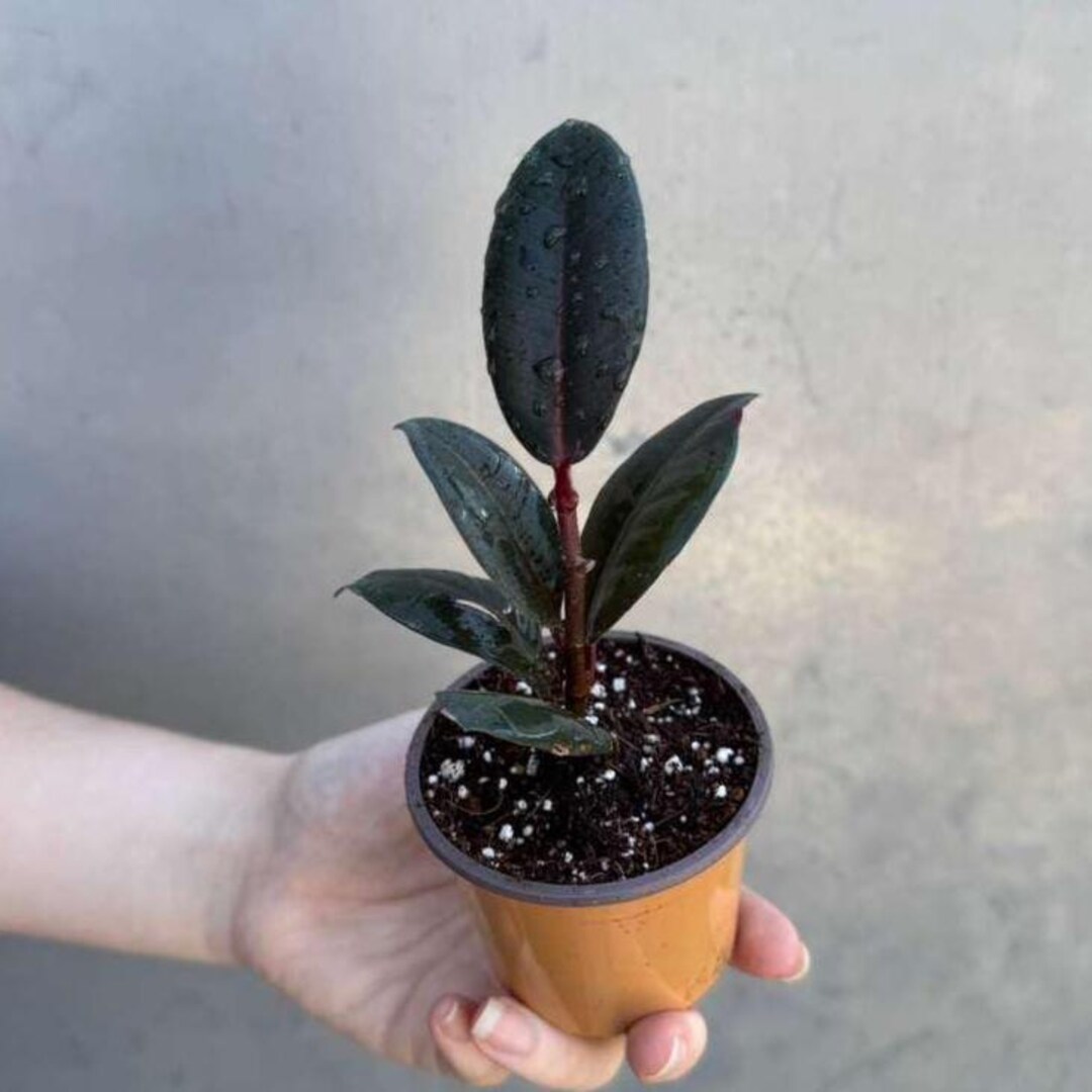 Black Rubber Tree in 2" Pot - Burgundy Ficus Elastica Fast Growing Tree ...