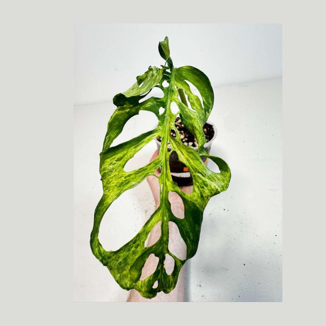 Monstera Adansonii Mottled - Rare Variegated Swiss Cheese Plant - Live ...