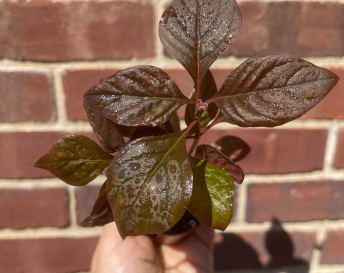 Alternanthera Joseph’s Coat in Nursery Pot - Indoor Succulent Plant ...