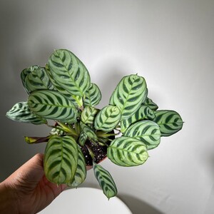 Calathea Burle Marx Large Mature Plant Maranta Amabilis Burle Marxii ...