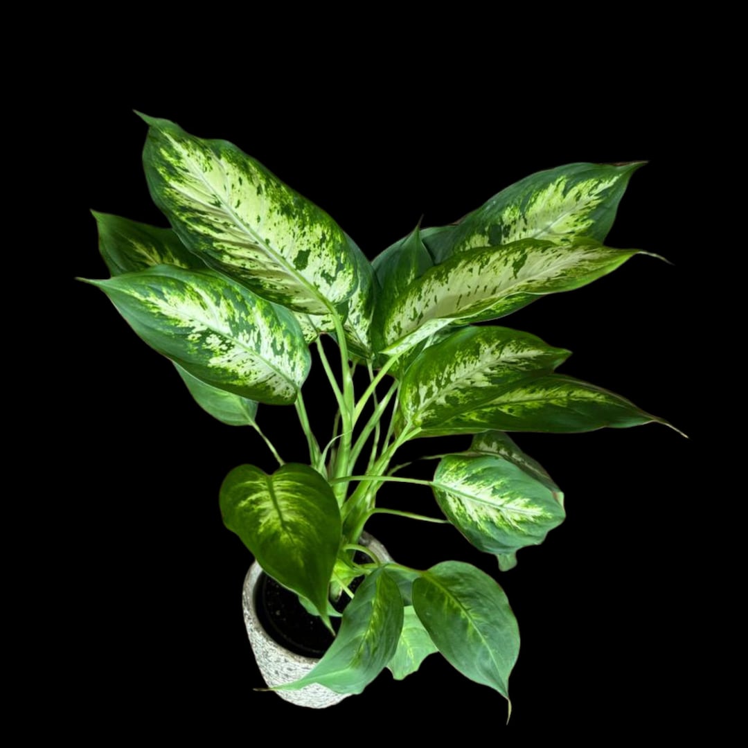Dieffenbachia seguine Plant in 3 Nursery Pot Dumbcane Plant Easy Care ...