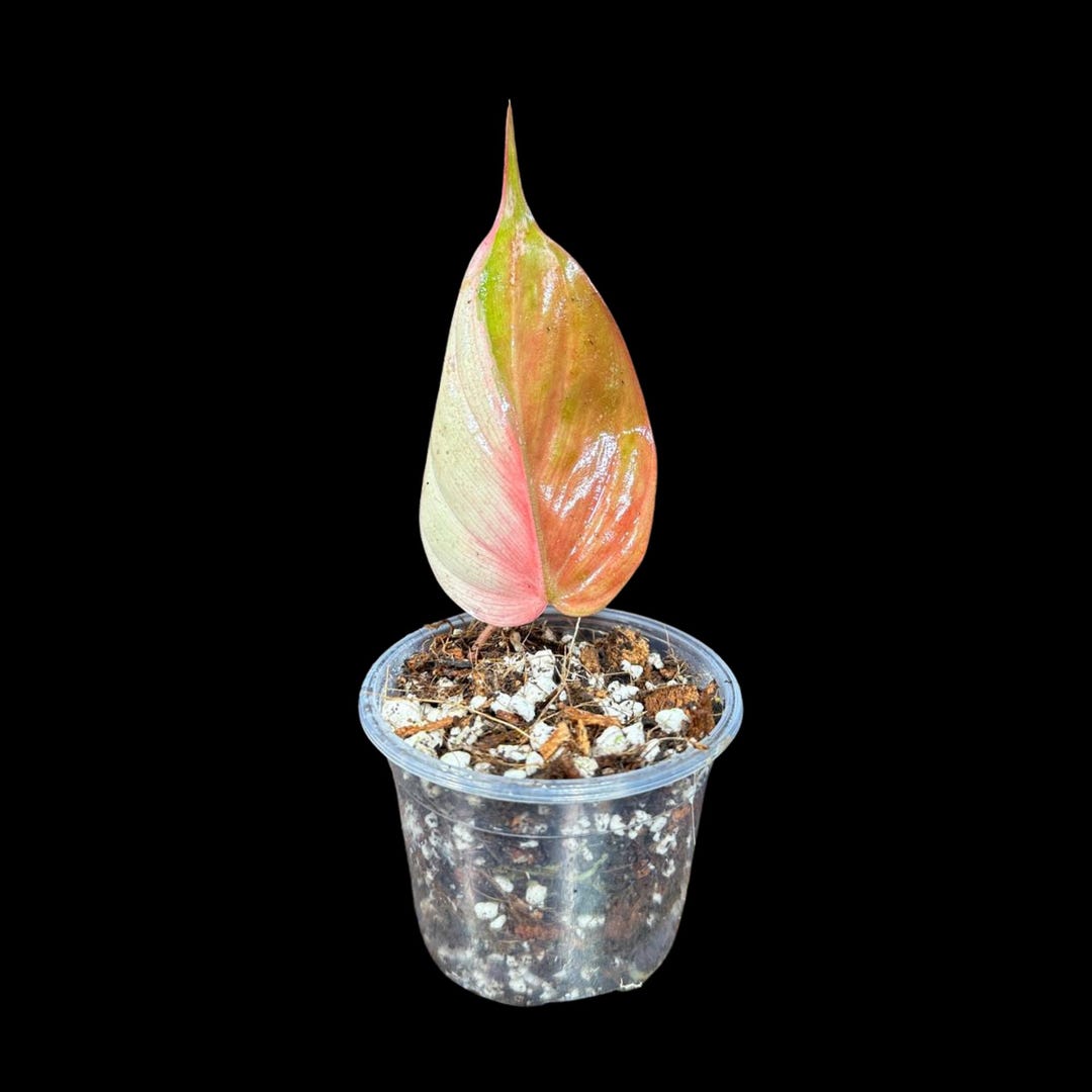 Rare Variegated Philodendron Mican Aurea in a Nursery Pot High ...