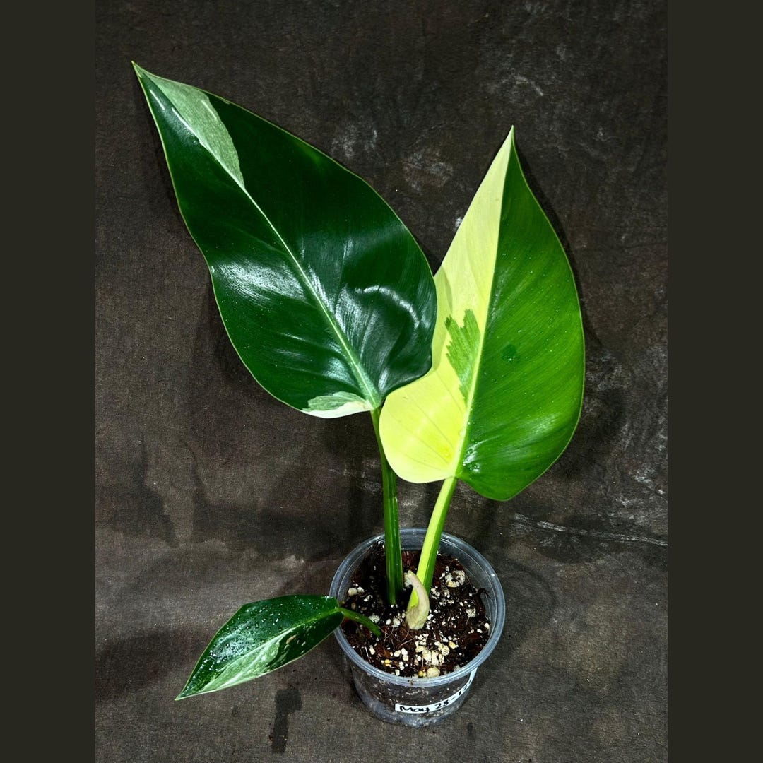 Super Rare Variegated Philodendron Green Congo in a Nursery Pot - Green ...
