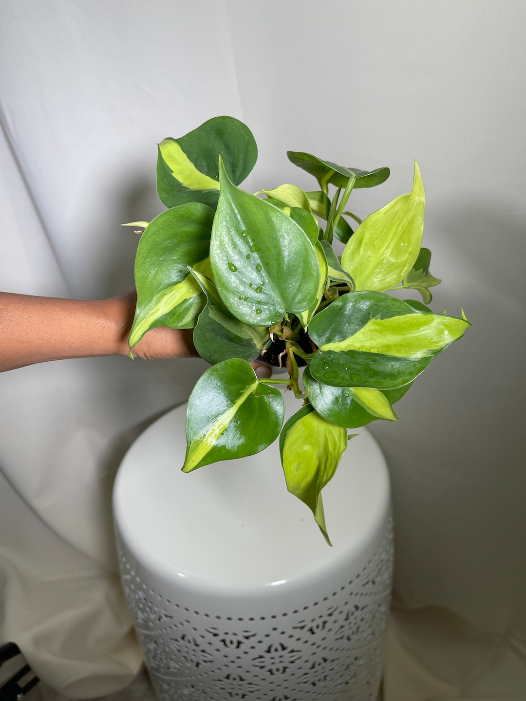 Rare Brazilian Philodendron Mature Vines Pot Philodendron - Etsy