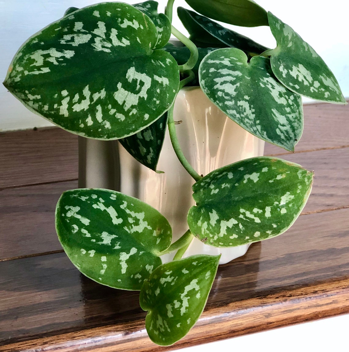 Silver Pothos Cuttings RARE Silver Satin or Silvery Anne - Etsy
