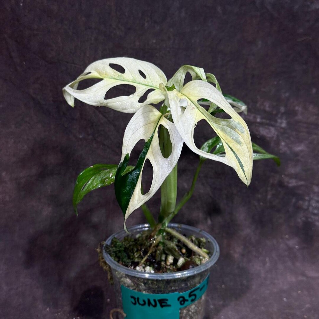 High Variegated White Monstera Adansonii Albo in a Nursery Pot - Swiss ...