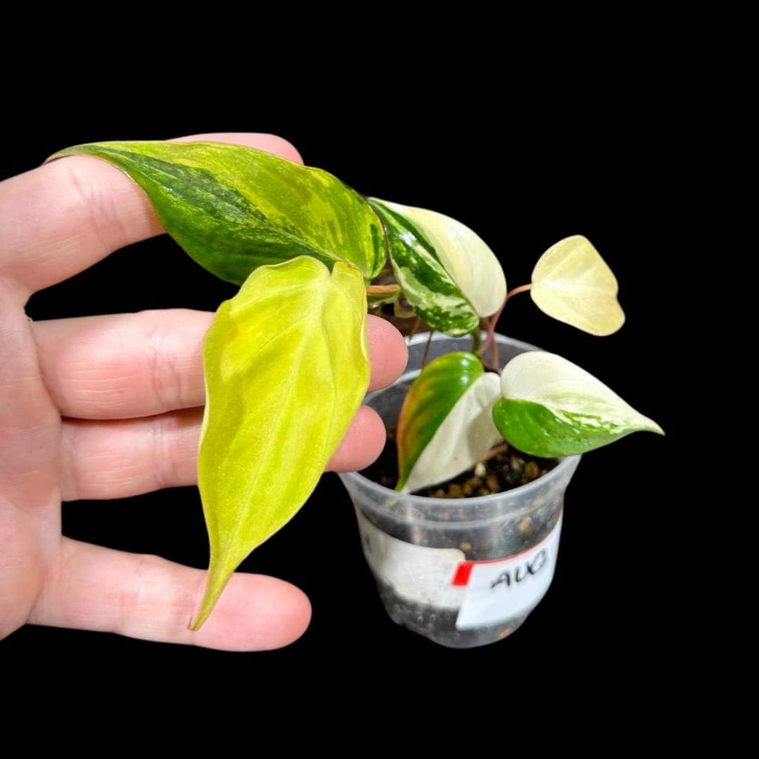 Rare Variegated Philodendron Mican Aurea in a Nursery Pot - Variegated ...