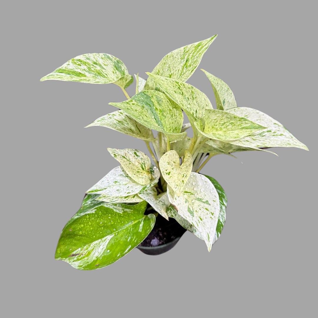 Variegated Snow Queen Pothos in Nursery Pot Epipremnum Aureum 'snow ...