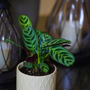 Calathea Burle Marx in a 3” Pot - Maranta Amabilis Burle Marxii Starter ...