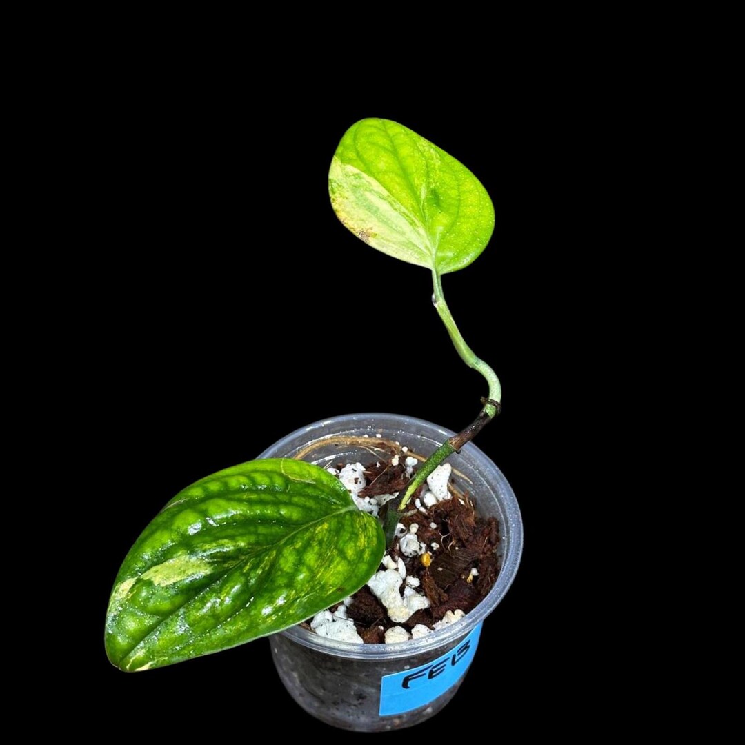 Variegated Monstera Peru in a Nursery Pot | Live Rare Houseplants | Air ...