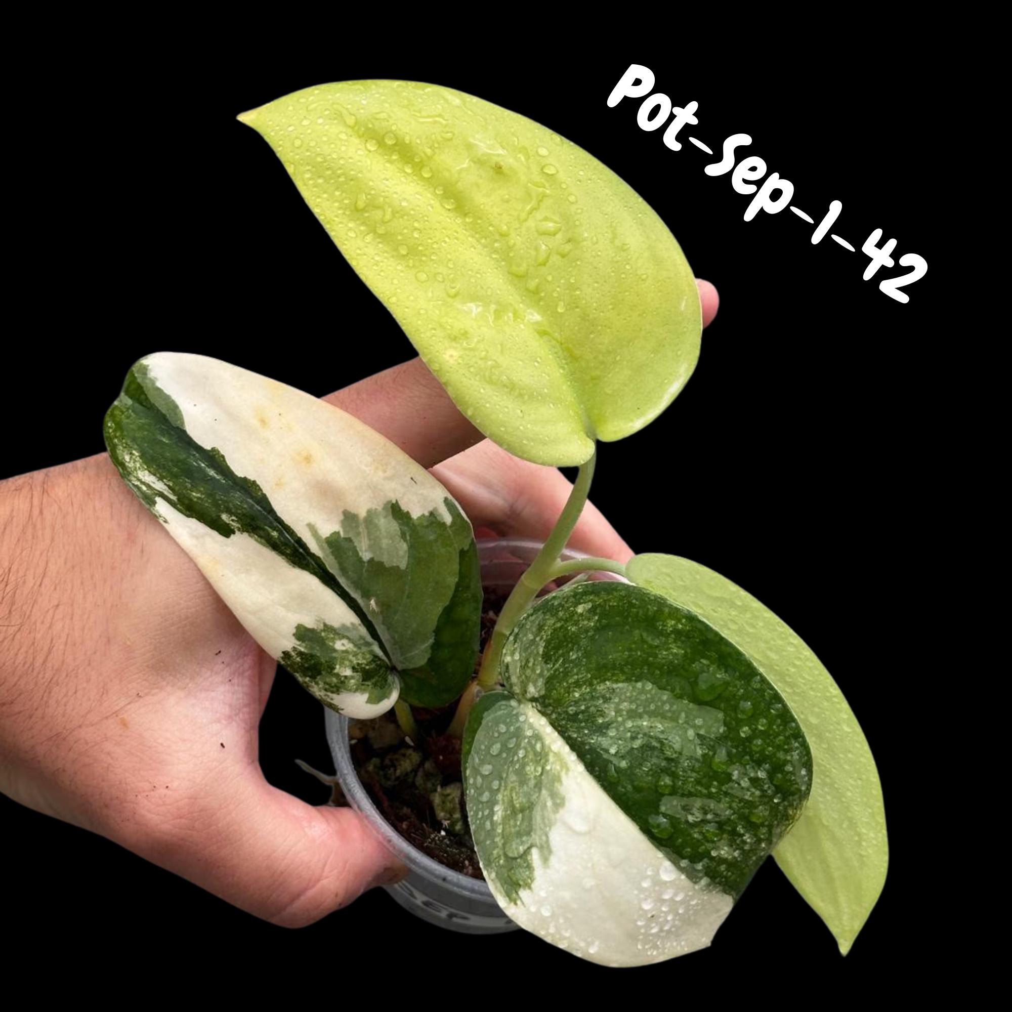 Variegated Scindapsus Jade Satin - Rare Aroid Houseplant With Velvet ...