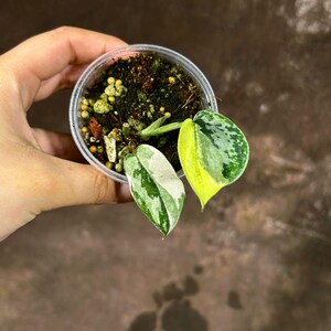 Scindapsus Mayari Variegated in a Nursery Pot | Rare Scindapsus Single ...