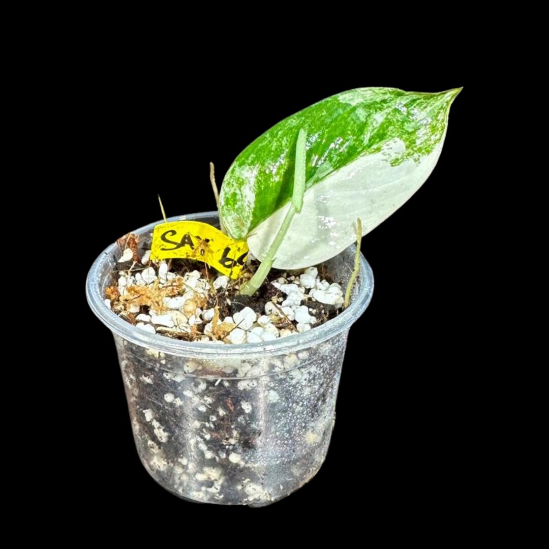 Variegated Scindapsus Jade Satin in a Nursery Pot Scindapsus Potted ...