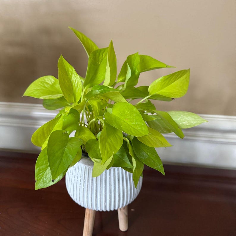 Epipremnum Aureum Neon Pothos | Live Vining Plant in 4" Nursery Pot ...