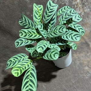 Calathea Burle Marx in 6” Self-watering Decorative Pot - Maranta ...