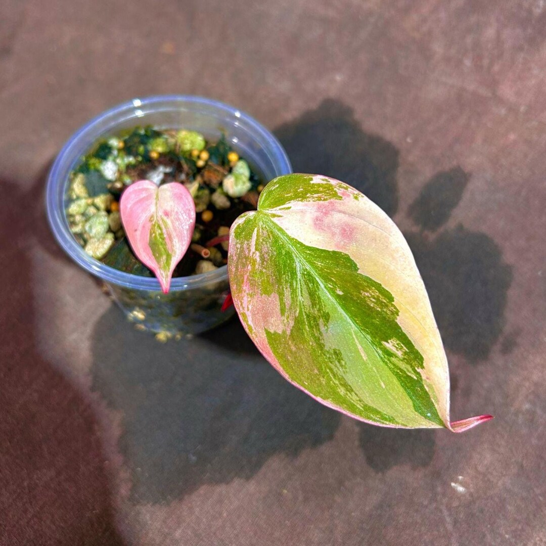 Rare Variegated Philodendron Mican Pink Plant in a Nursery Pot - High ...