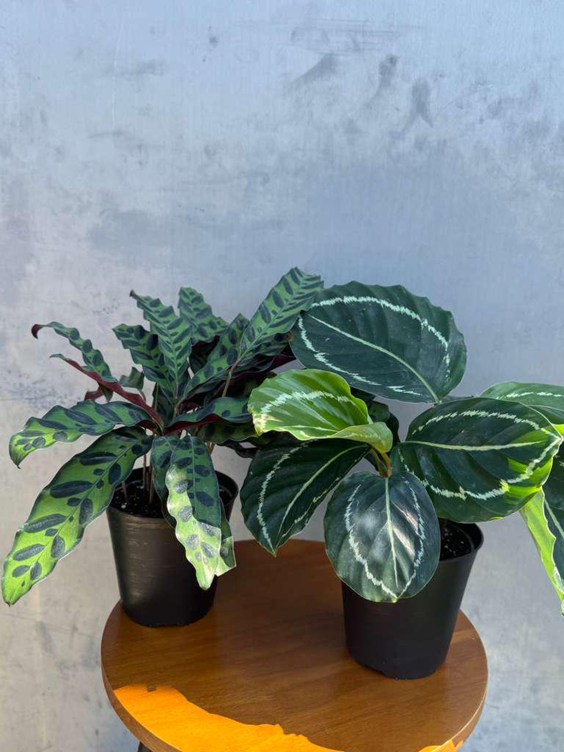 Calathea Assorted 2 Plants Set - Pack of 2 Calathea in 4" Pot - Rooted ...