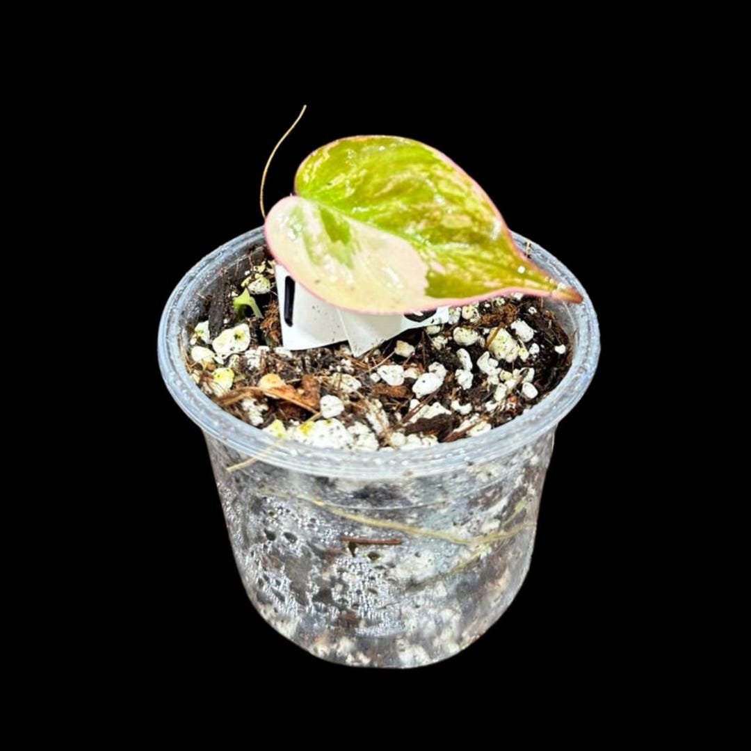 Rare Variegated Philodendron Mican Aurea in a Nursery Pot High ...