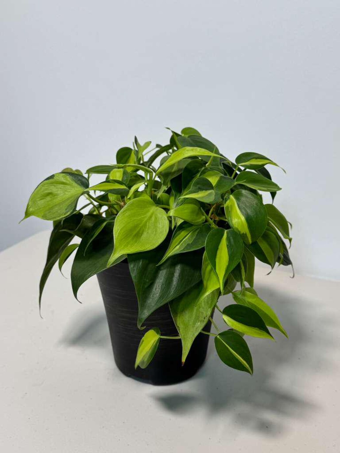 Rare Brazilian Philodendron in 3" Nursery Pot- Philodendron Brazil ...