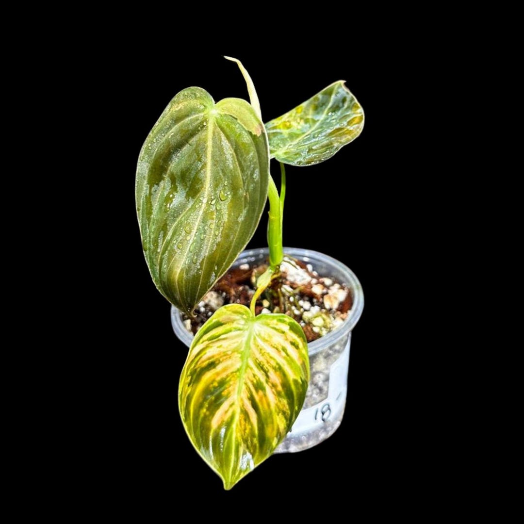 Rare Variegated Philodendron Mican Aurea in a Nursery Pot - Variegated ...