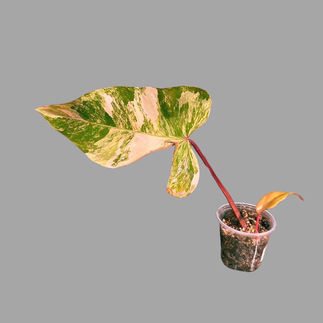 Variegated Philodendron Strawberry Shake in a Nursery Pot Strawberry ...